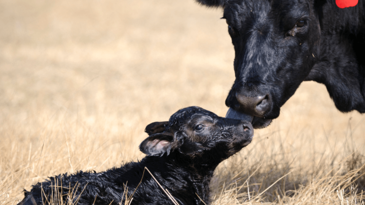 Centralia, MO Livestock Services | Vet In Centralia, MO