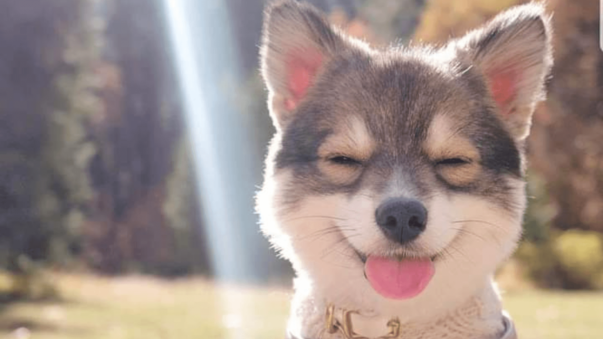 Pet Puppy And Kitten Care Centralia, MO 65240 | CountryVets